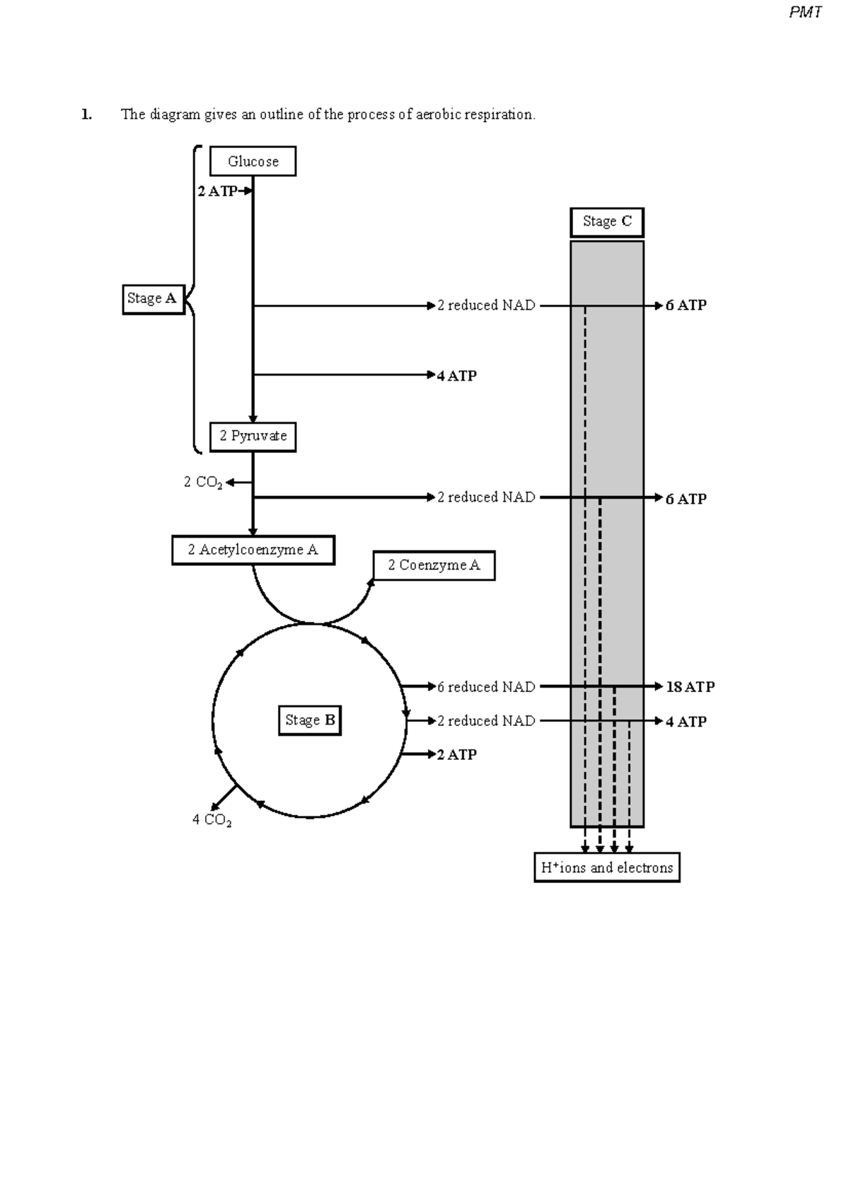 Aerobic Respiration Process Outline and Key Concepts (Biology 101 ...
