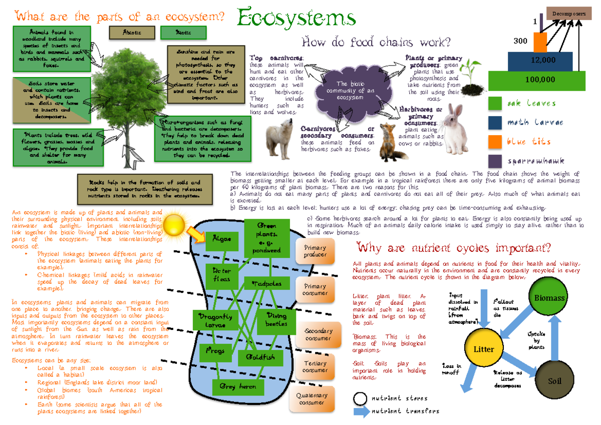 ECO101: Knowledge Organizer on Ecosystems and Their Interrelations ...