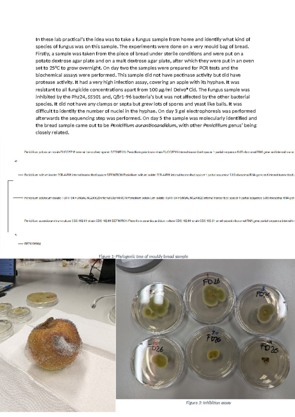 Lab Practical Report: Magic of Mushroom & Mould Biology (2023 ...
