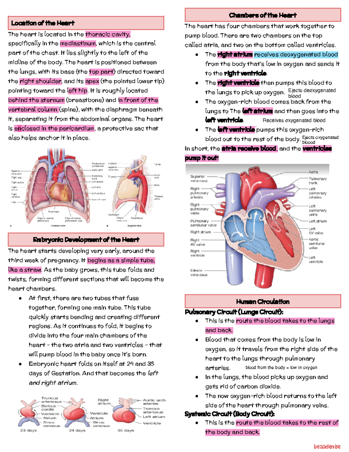 Anaphy - Chapter 19: Heart Structure and Circulation Overview - Studocu