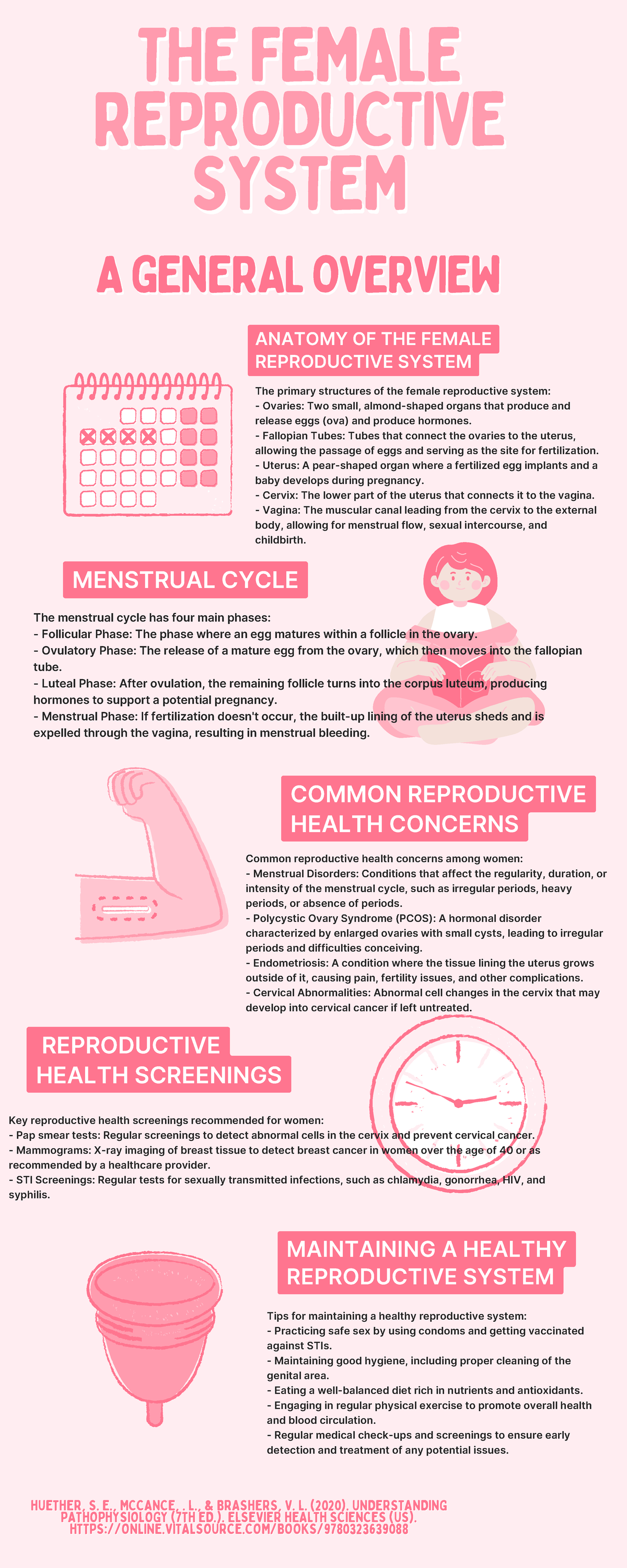Female Reproductive Cycle Infographic 1208x1390