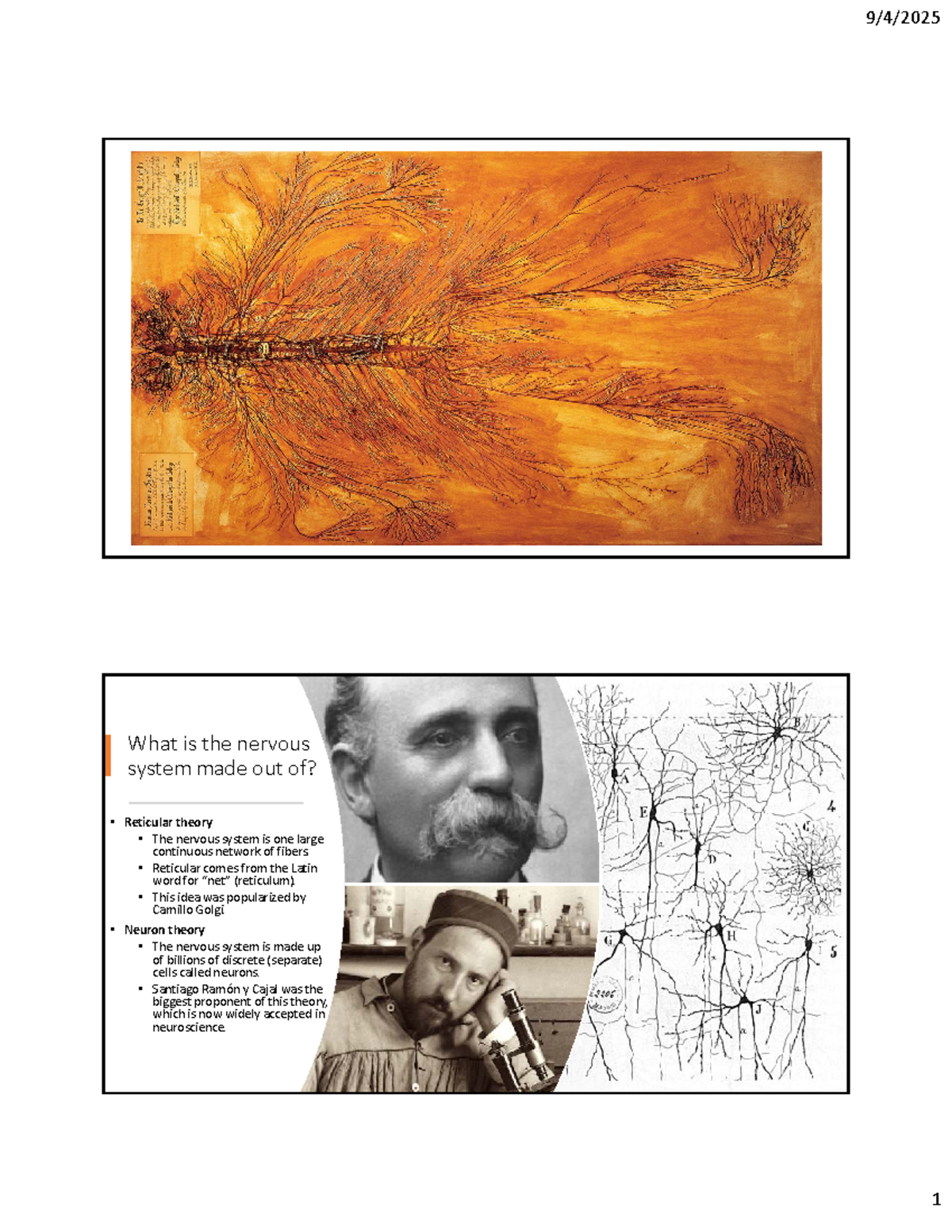 Biopsychology: Neurons, Action Potentials, and Nervous System Insights ...