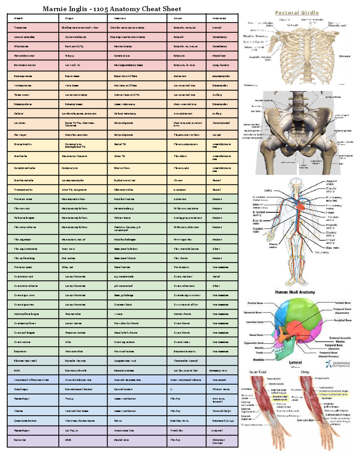 Marnie Inglis - 1105 Anatomy Muscle Cheat Sheet - Studocu