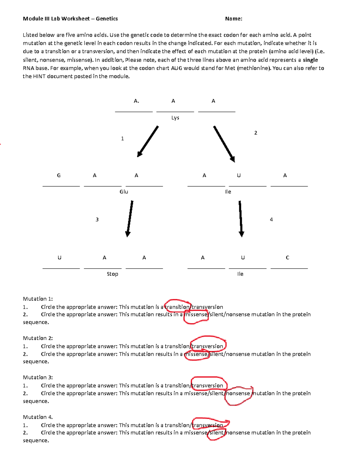 Module III Lab Worksheet 2 - Use the genetic code to determine the ...