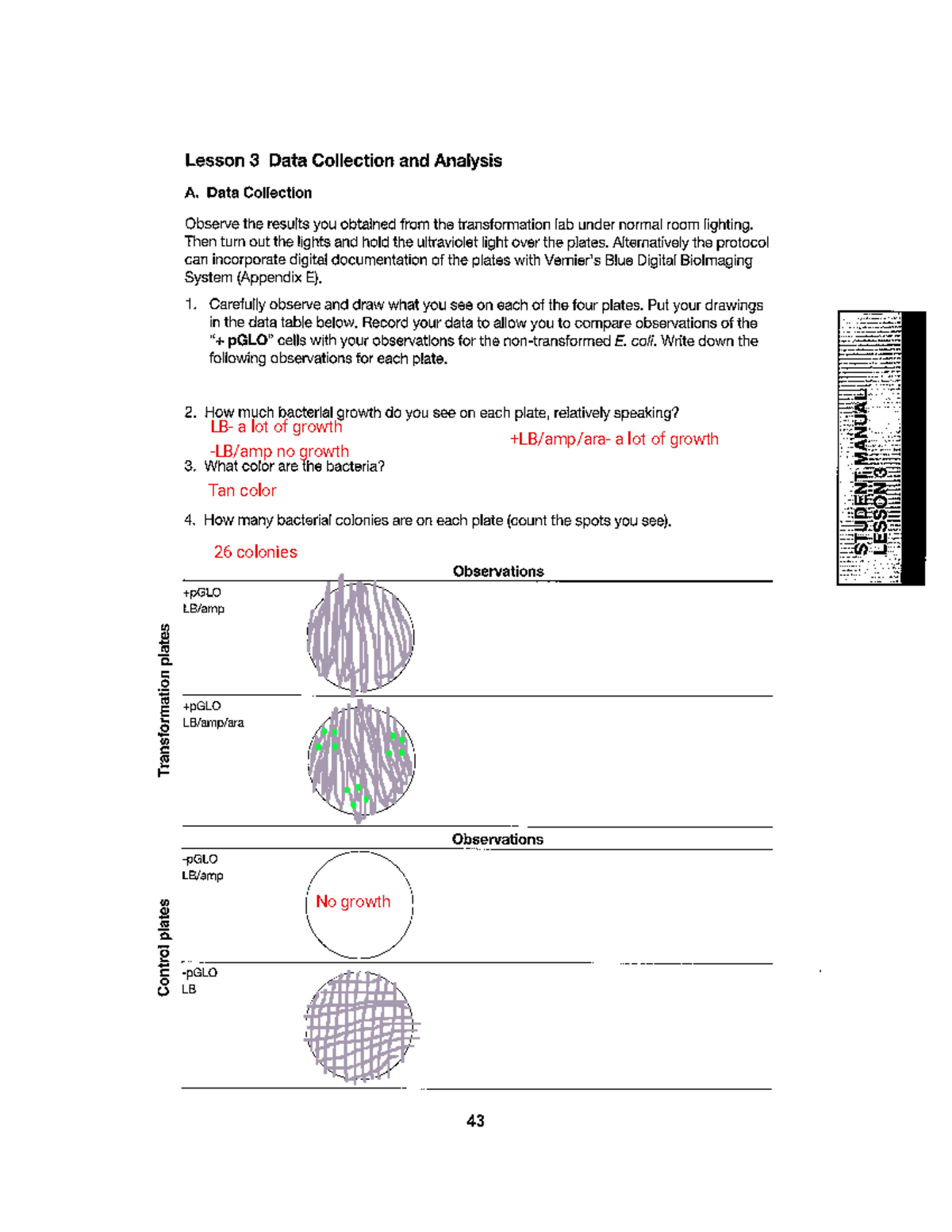 Pglo Lab Report: Lesson 3 Data Collection & Analysis - Studocu
