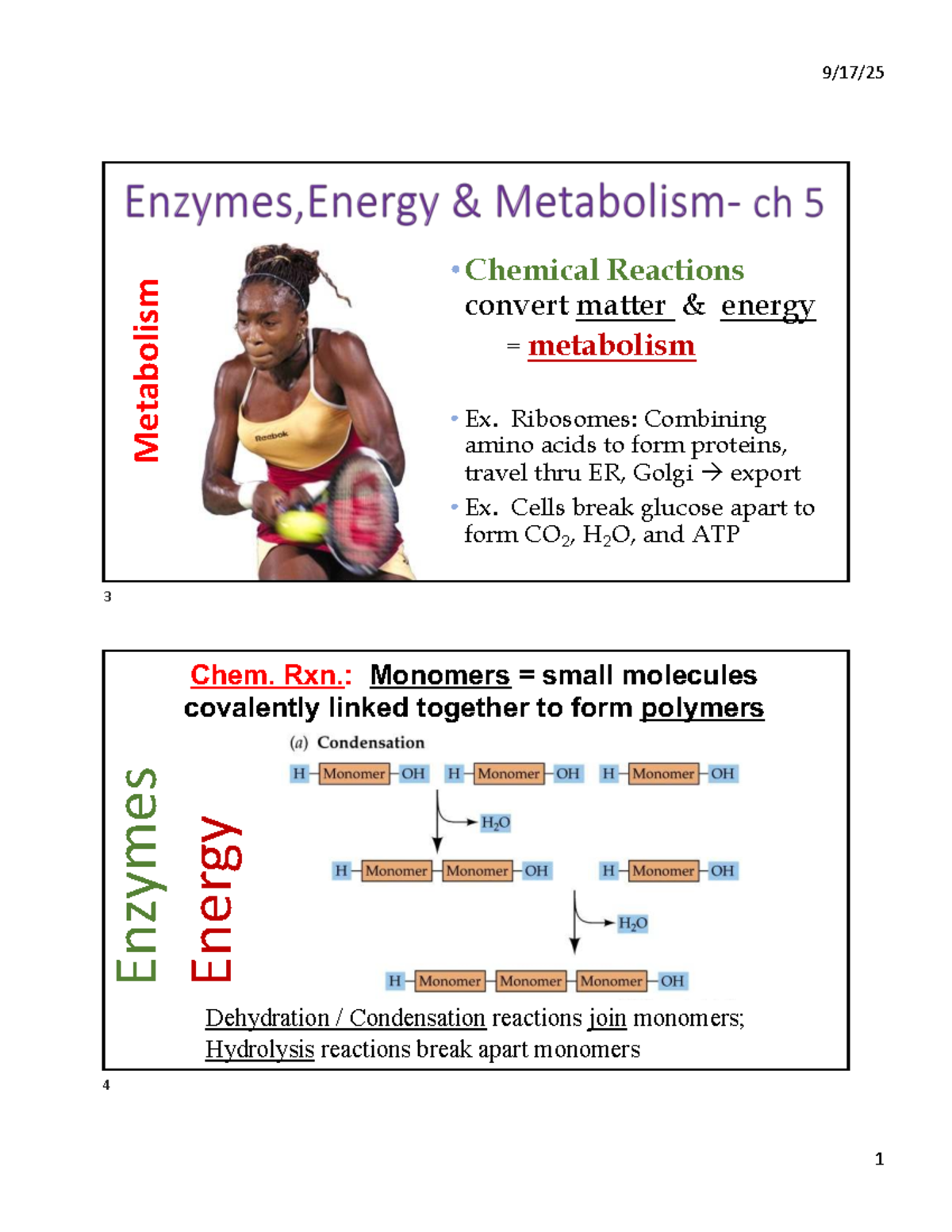 Bio NOW Lecture CH 5: Enzymes and Metabolism Overview - Studocu
