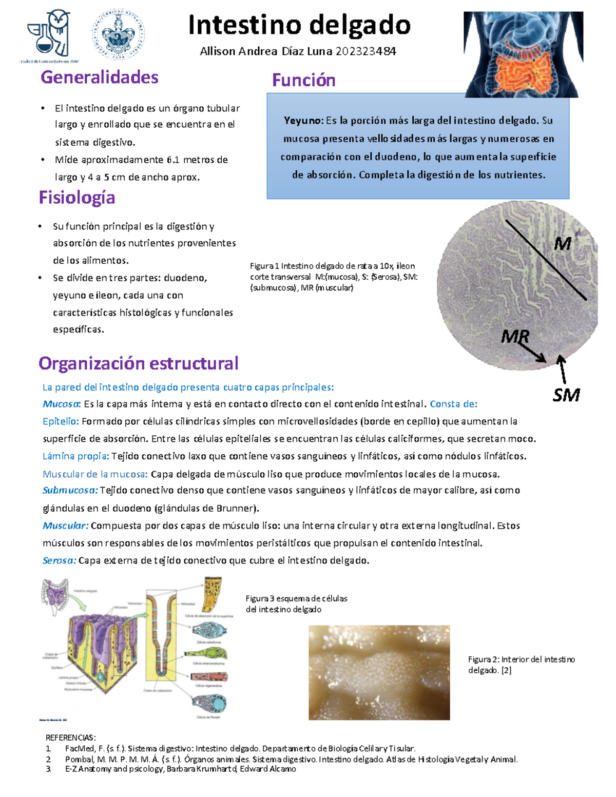 Ie01 Histología y Función del Intestino Delgado en el Sistema Digestivo ...