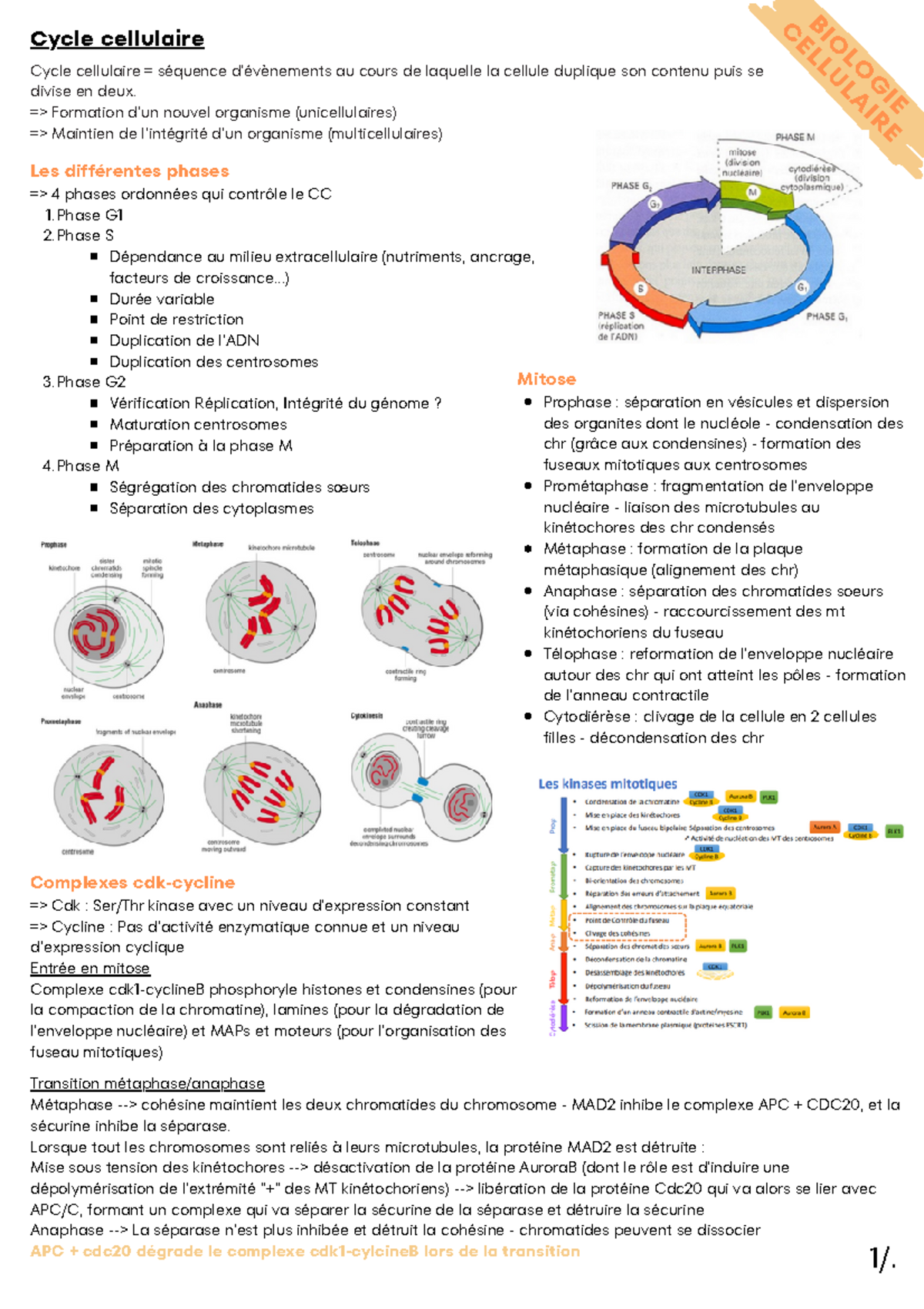 CM1 BC - cours 1 de bio cell - cycle cellulaire - CELLULAIREBIOLOGIE 1/. Cycle cellulaire ...