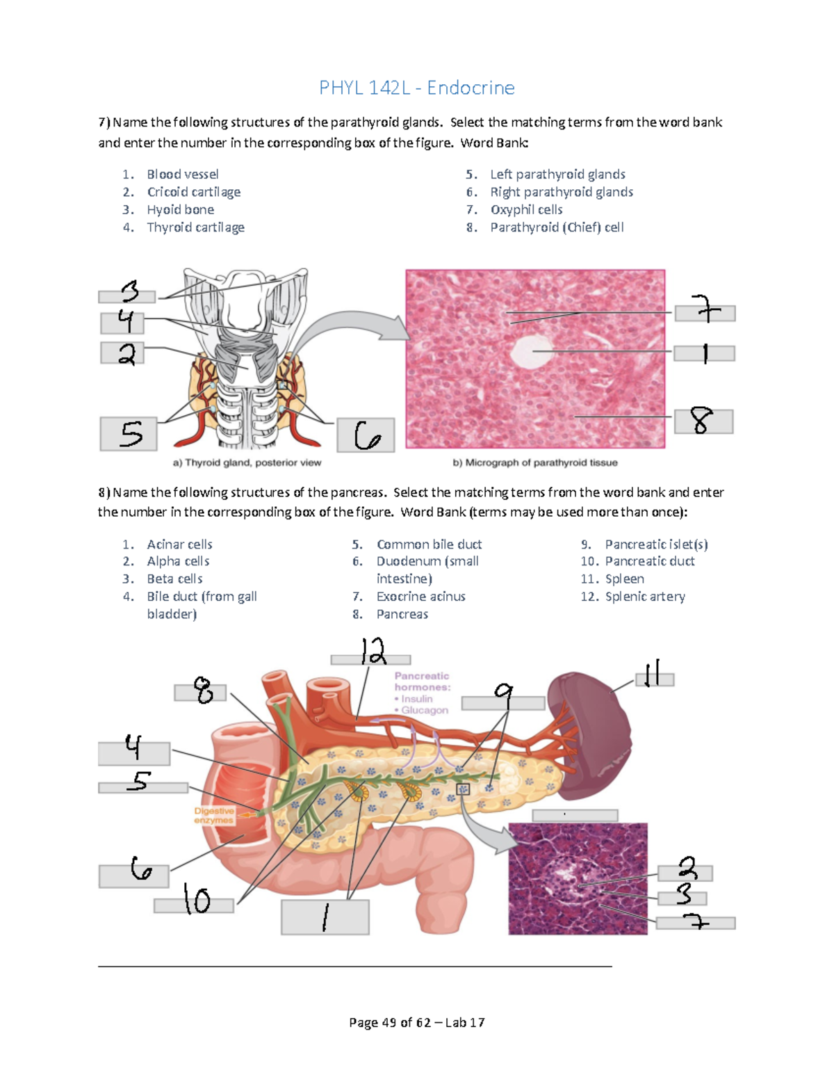 Lab17 reviews of systems - PHYL 142L Endocrine 7) Name the following ...
