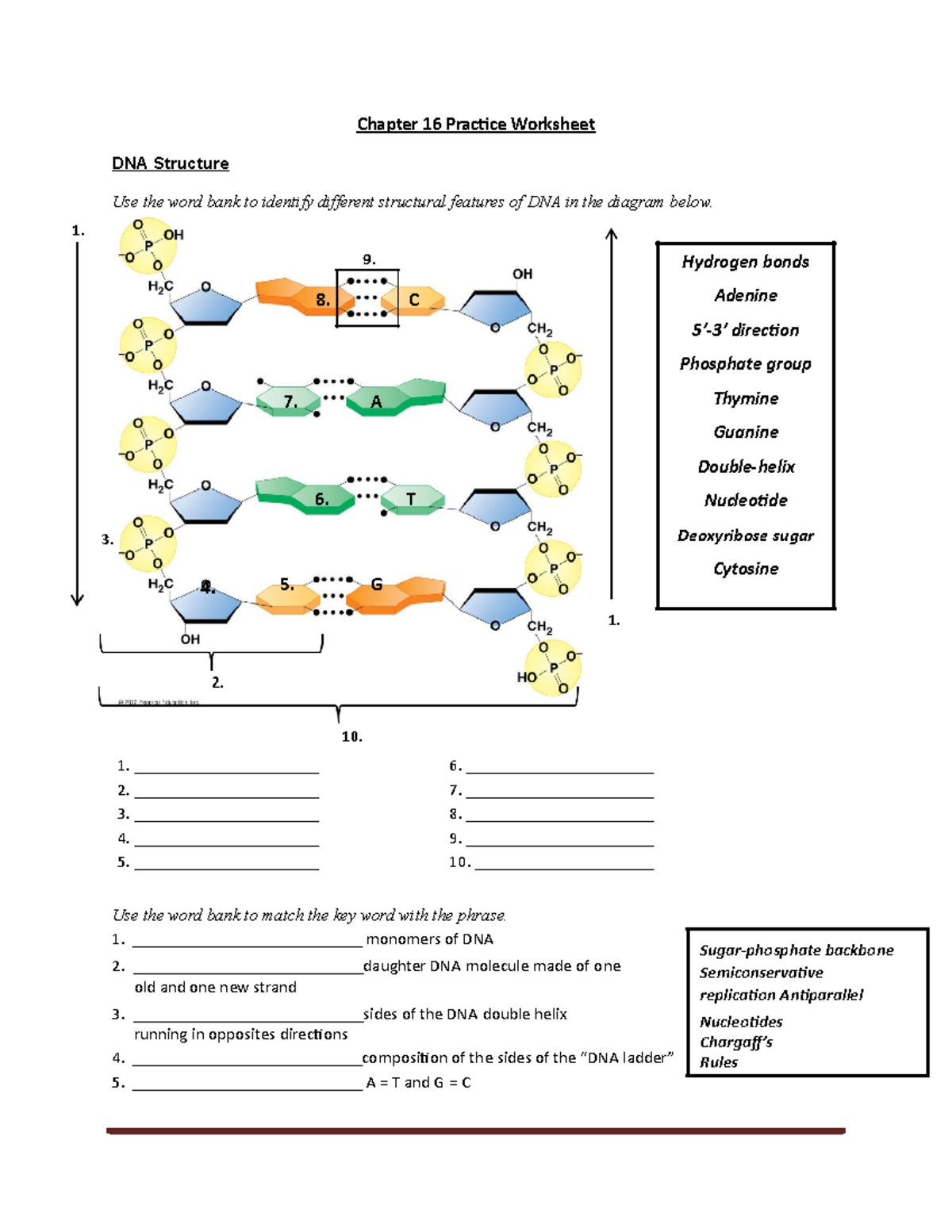 Chapter 16 DNA Structure & Replication Practice Worksheet - Studocu