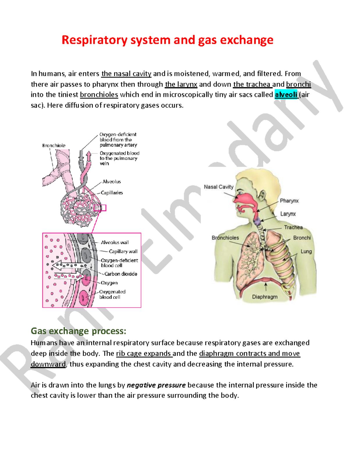 11- Respiratory System: Gas Exchange Process Explained - Studocu
