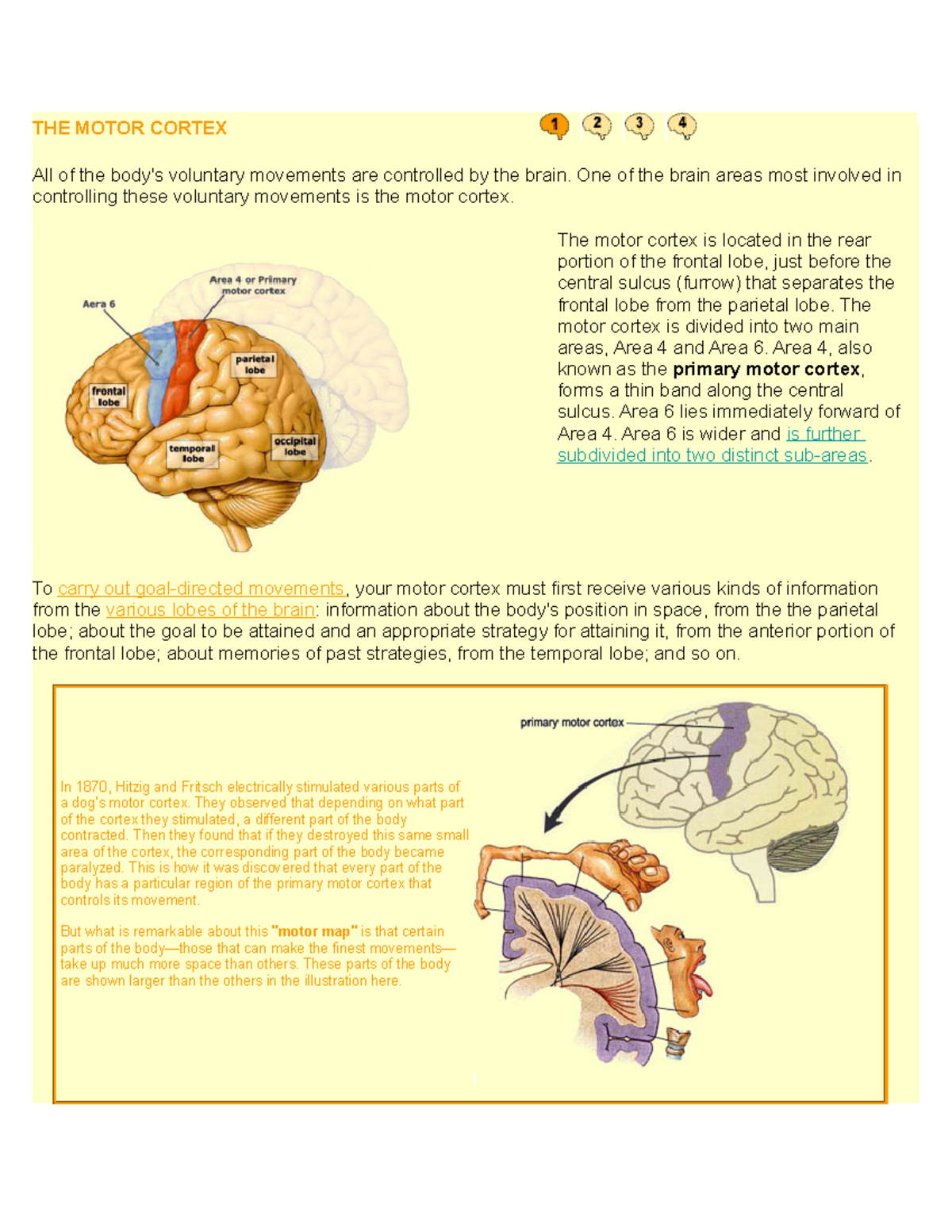 THE Motor Cortex - THE MOTOR CORTEX All of the body's voluntary ...