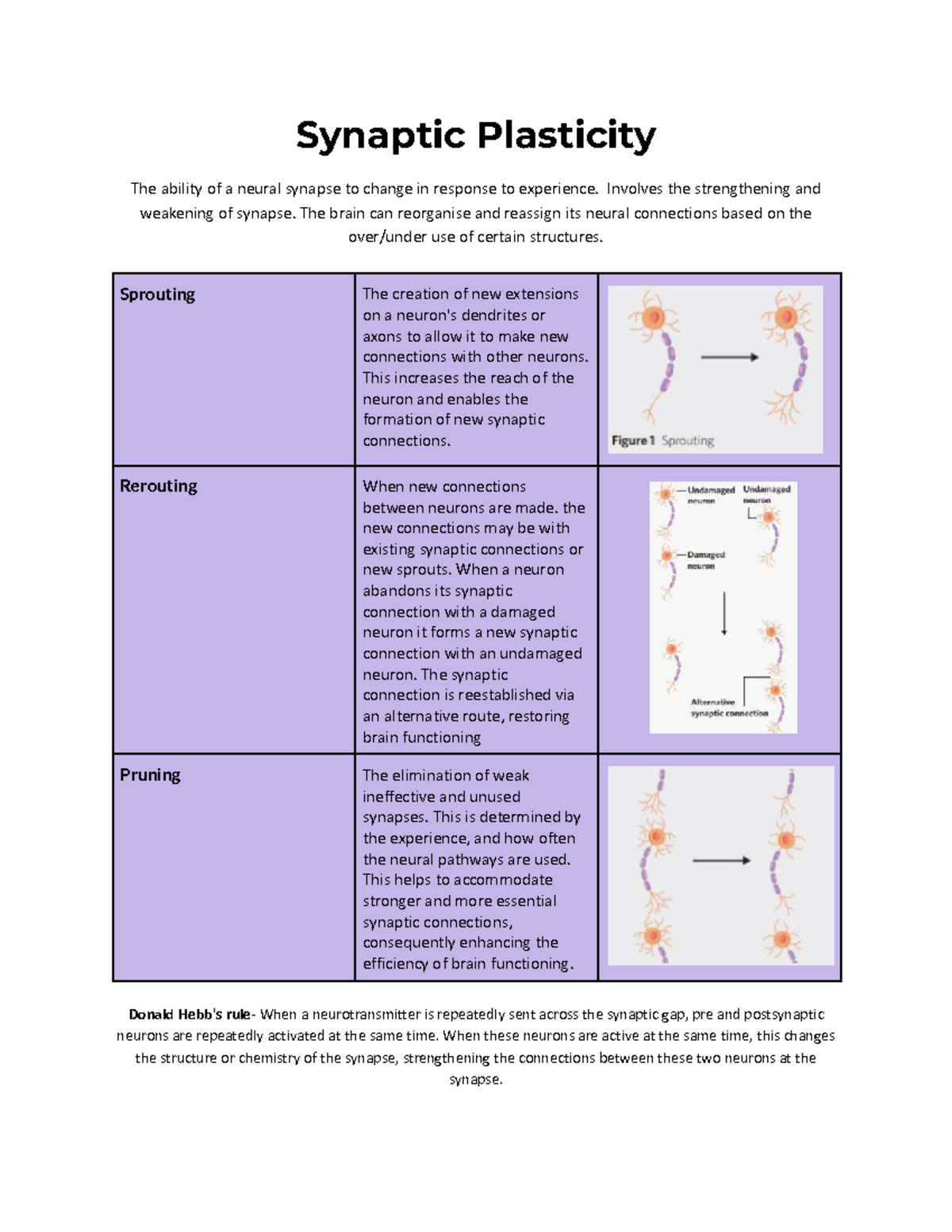 Synaptic Plasticity: Sprouting, Pruning, and Rerouting Insights - Studocu