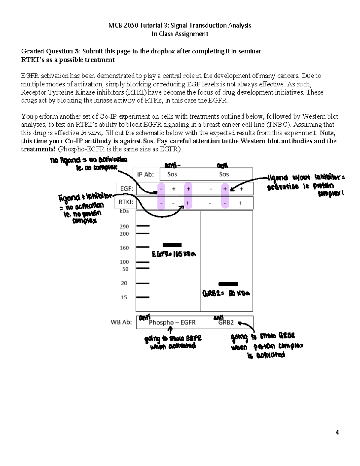 MCB 2050 Tutorial 3: Signal Transduction & EGFR Analysis - Studocu