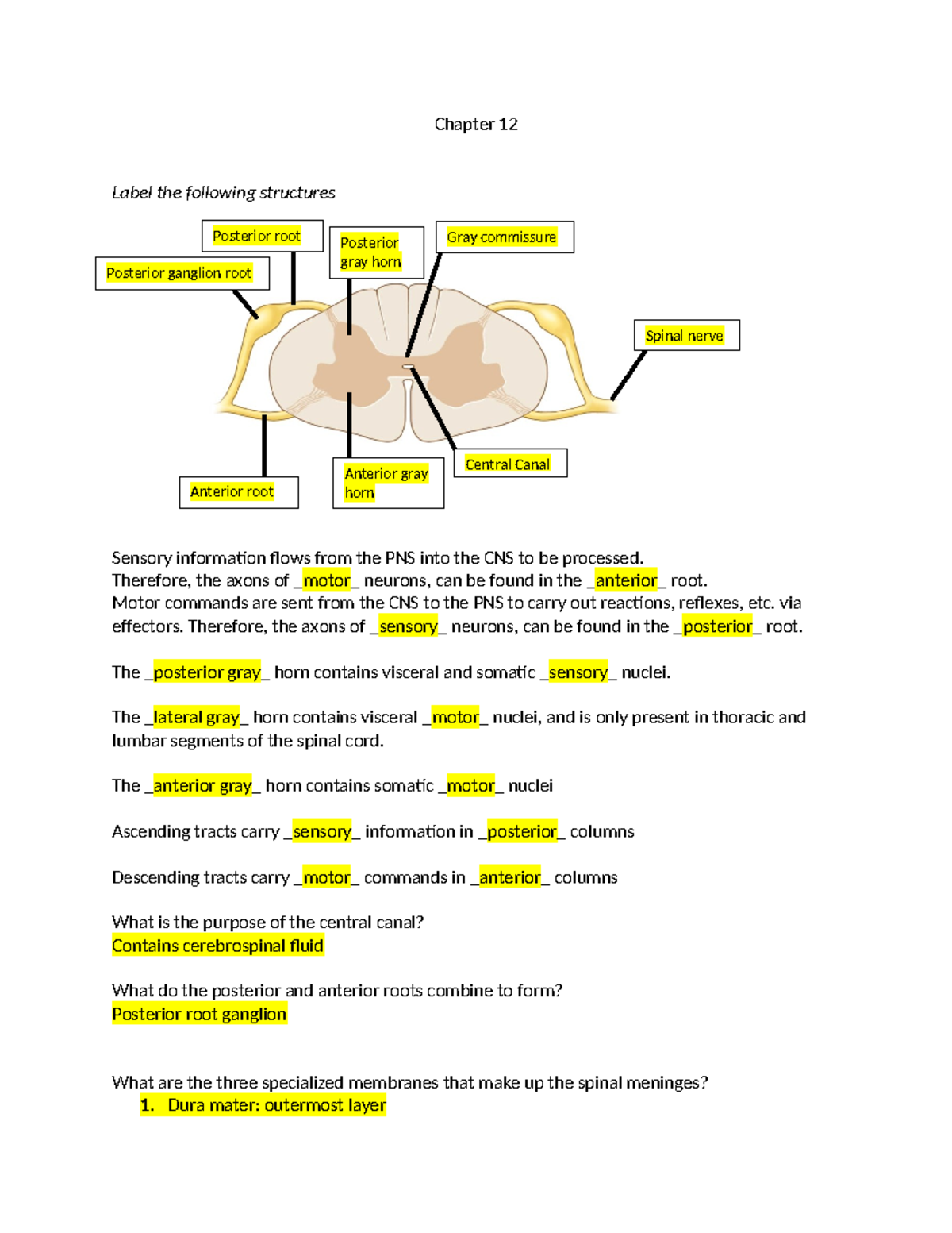 Chapter 12 Outline: Spinal Cord Structure & Reflex Arc Analysis - Studocu