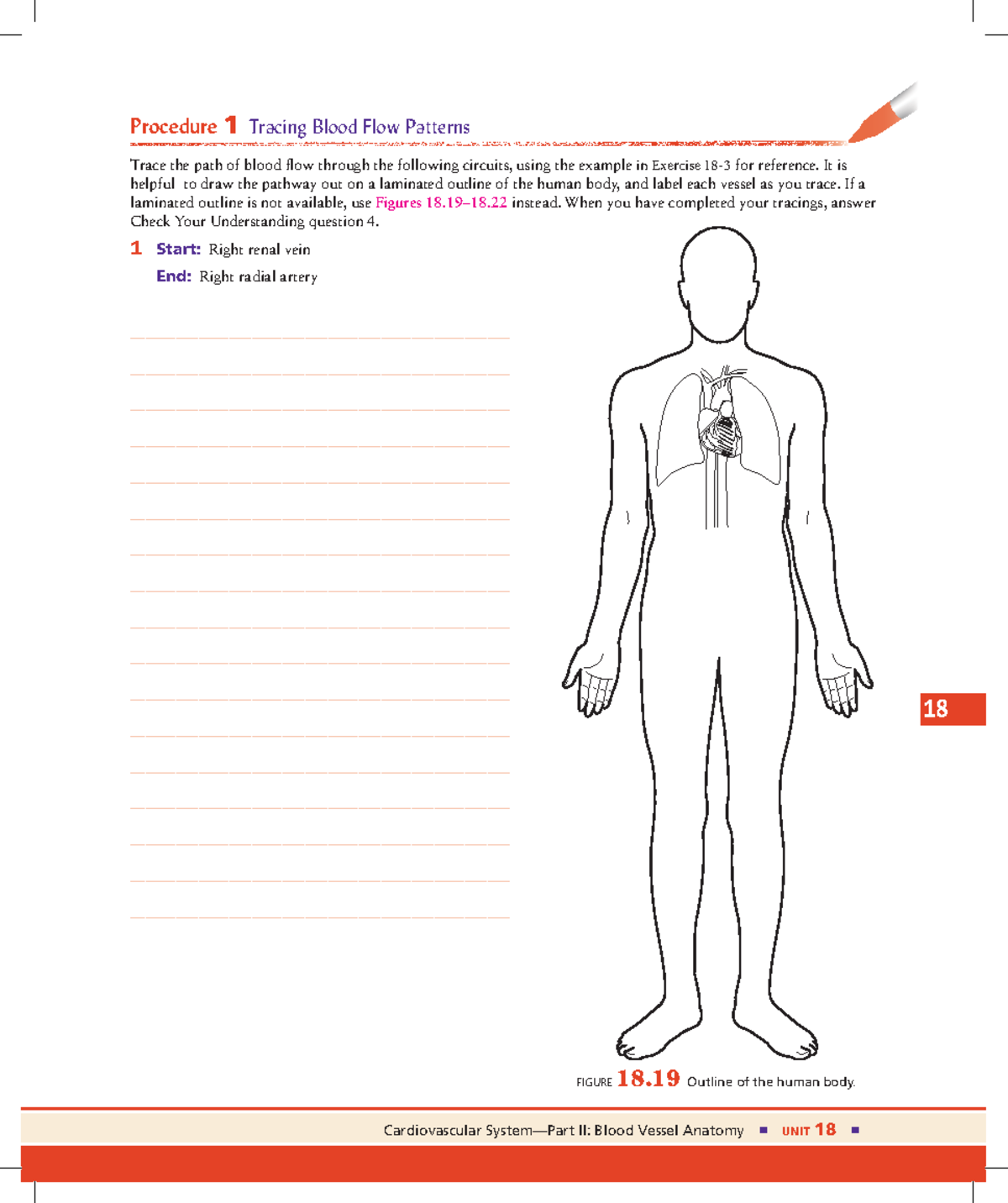 Unit 18 Exercise 18-3 Procedure 1 - Cardiovascular System—Part II: Blood Vessel Anatomy n UNIT ...