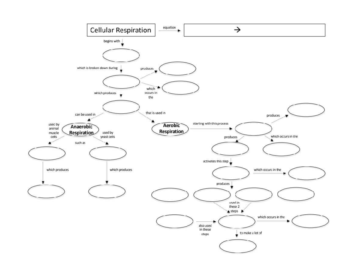Final Exam Study Guide for ABC123: Cellular Respiration Concepts - Studocu
