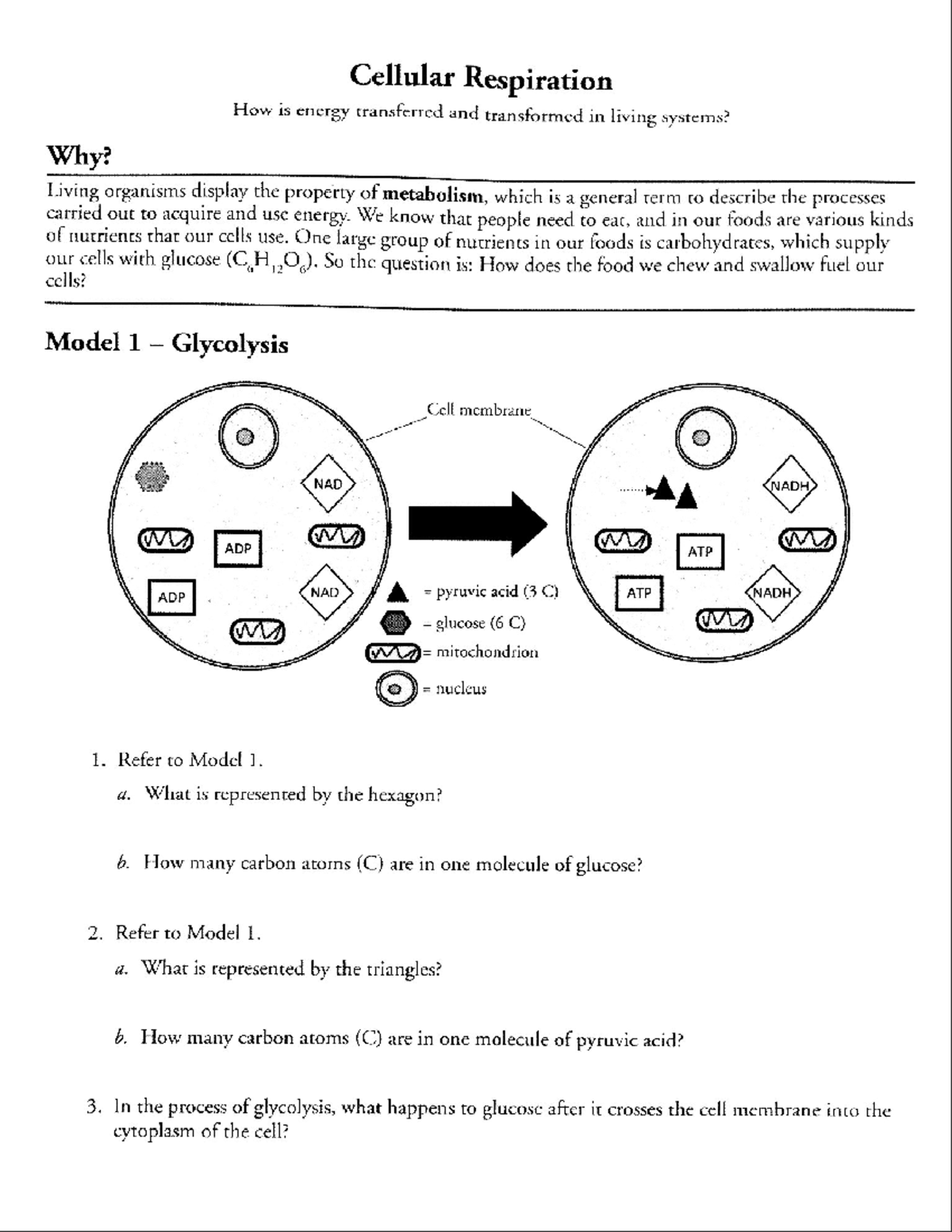 Cell Respiration (BIO101): Energy Transfer in Living Systems - Studocu