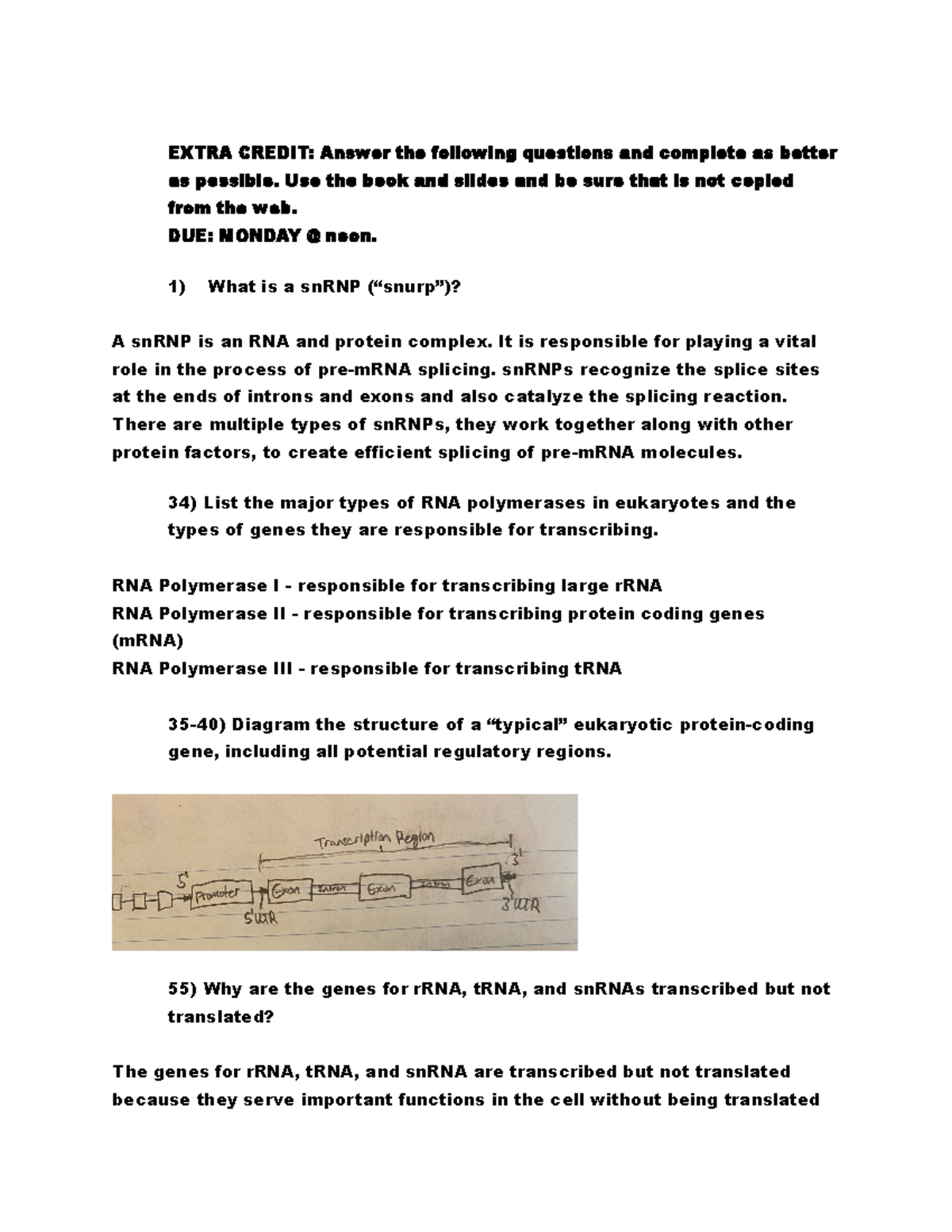Bio 101 Extra Credit Assignment on RNA and Gene Regulation - Studocu