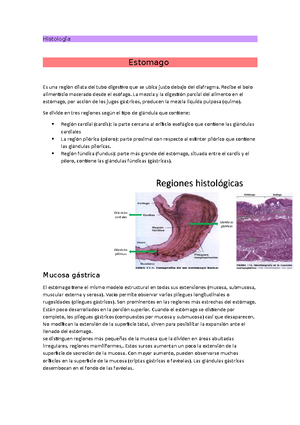 Resumen del Esófago: Estructura, Función y Vascularización - Studocu