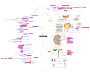 PELE - Mapa mental detalhado sobre o Sistema Tegumentar e suas influências no organismo - PELE ...