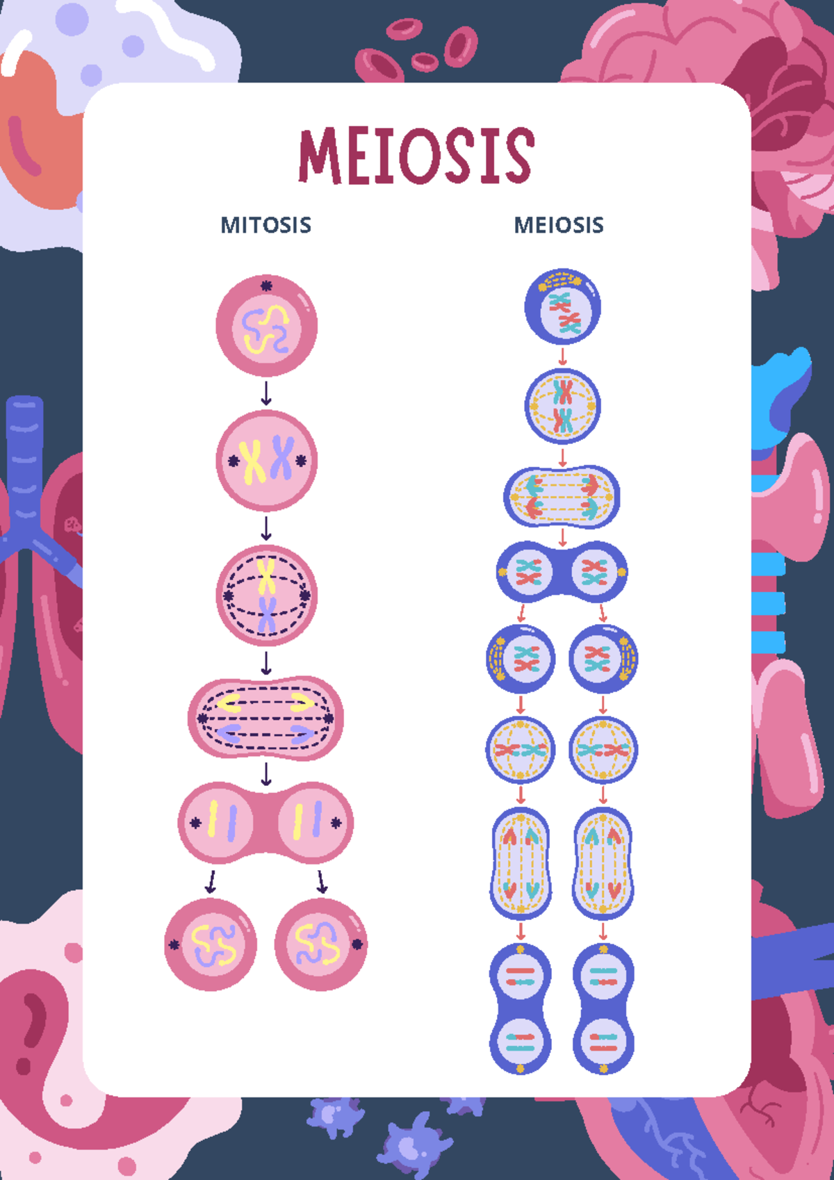 Life Science topic cover - MITOSIS MEIOSIS - Studocu