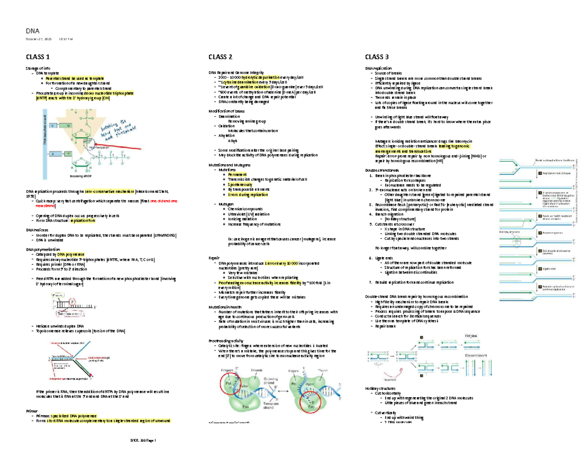 BIOL 200 Lecture Notes: DNA Structure, Replication, and Repair - Studocu