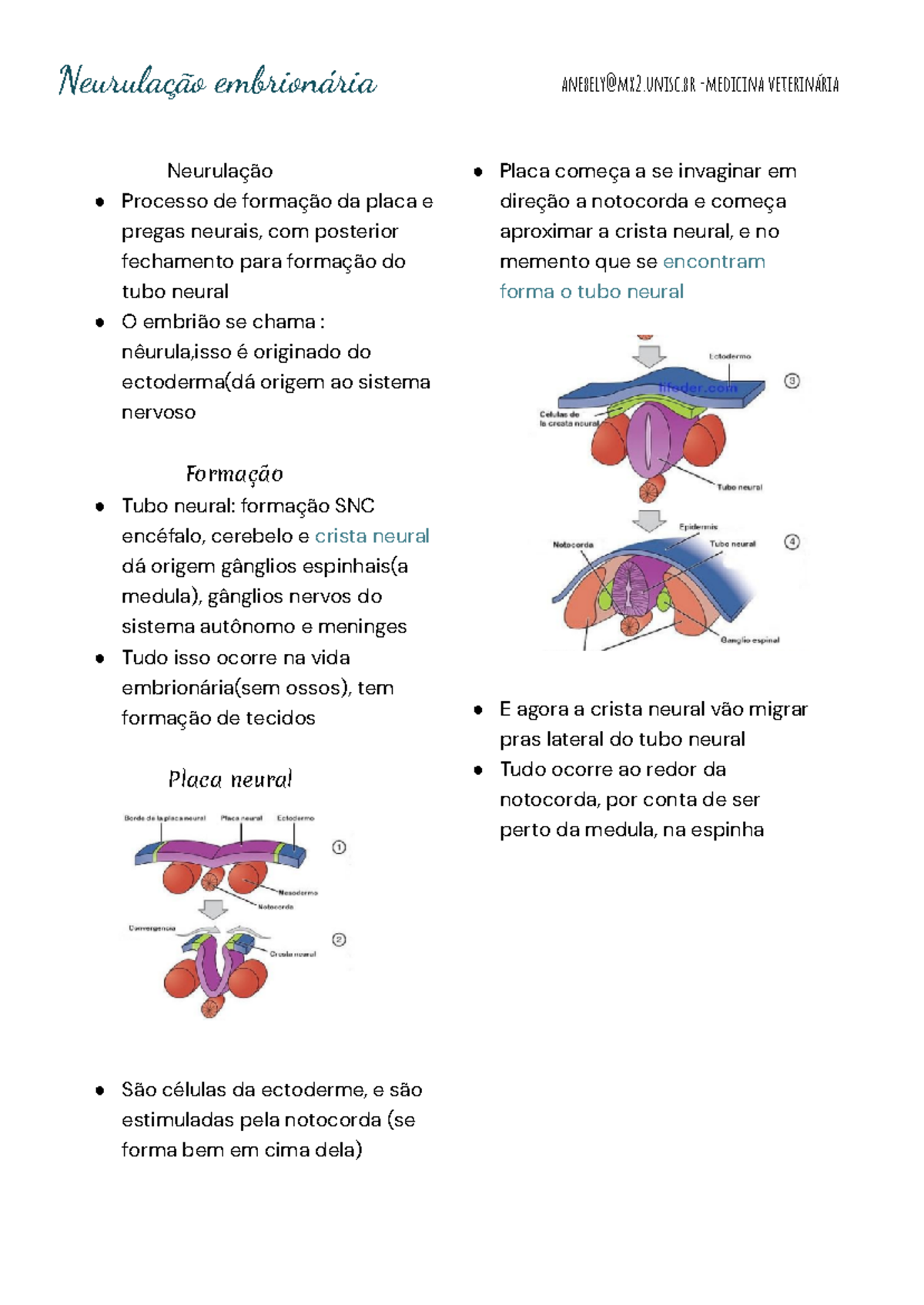 Neurulação Embrionária: Aspectos e Importância no Desenvolvimento - Studocu