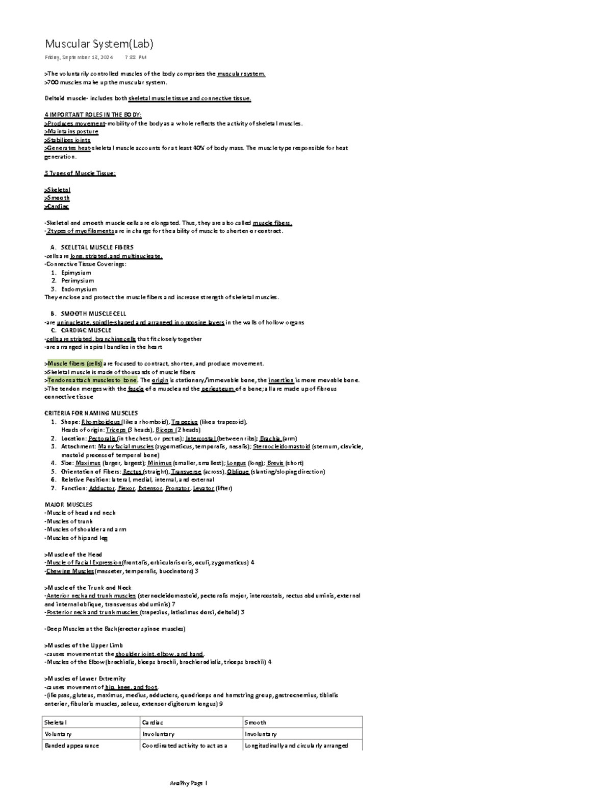 Muscular System(Lab) - >The voluntarily controlled muscles of the body ...