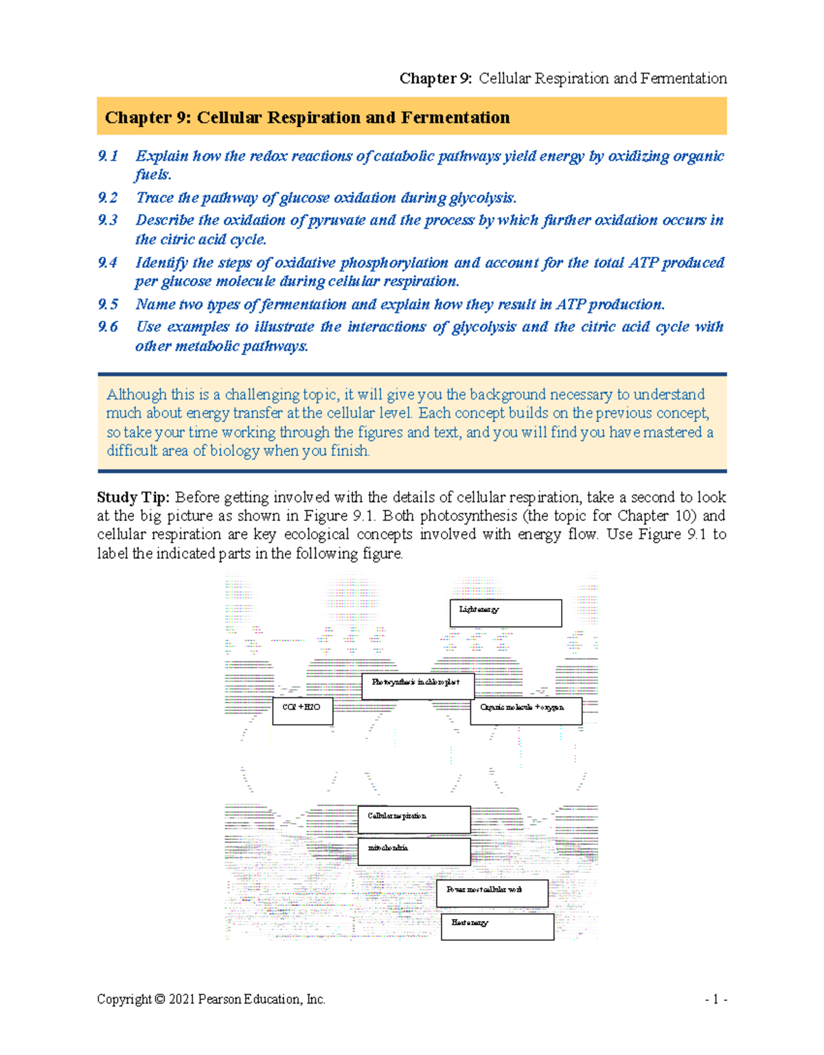 Bio12 ARG 09 - Reading Guide for Chapter 9: Cellular Respiration - Studocu