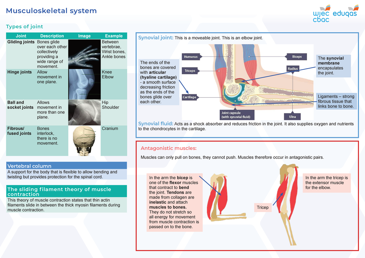 Musculoskeletal System: Types of Joints and Muscle Function Overview ...