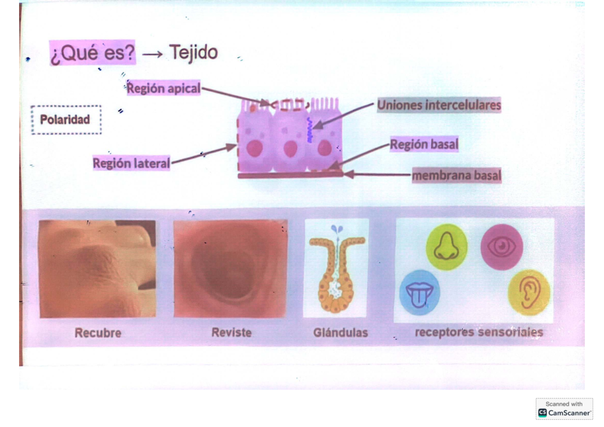 Tejido Epitelial: Estructura y Funciones de las Regiones Apical y Basal ...