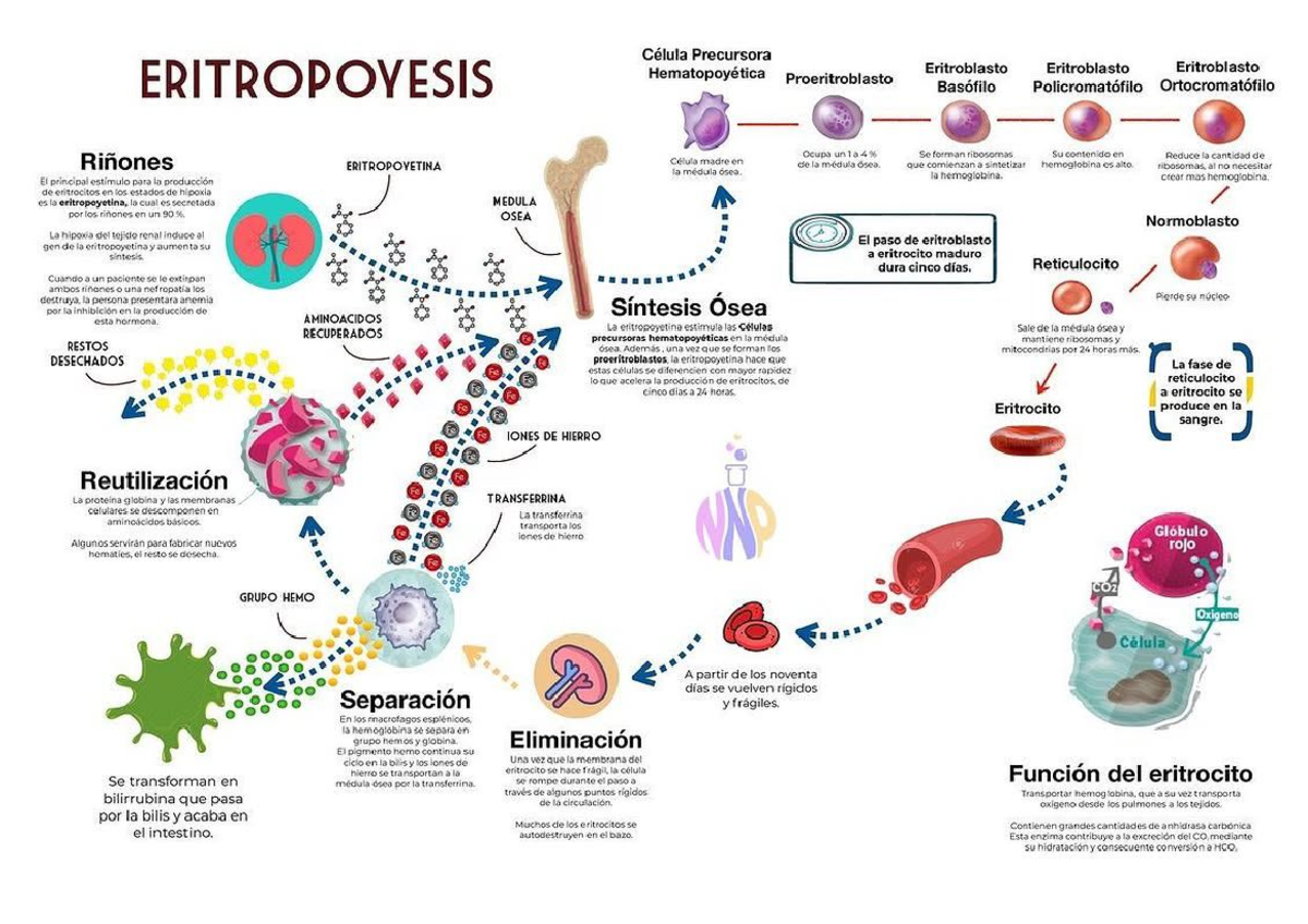 Células Precursoras y Proceso de Eritropoyesis - Clases Virtuales NNP ...