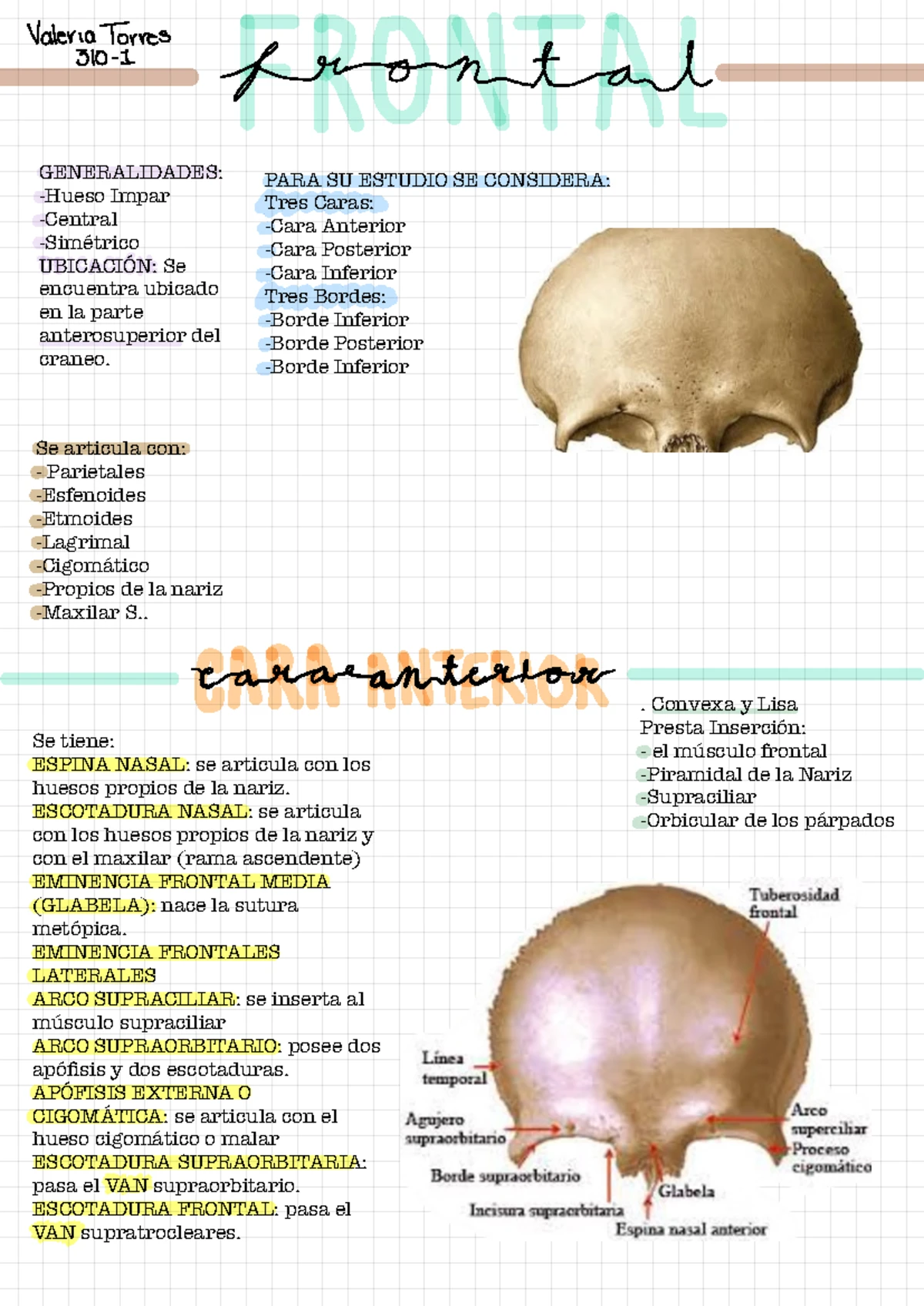 Foramenes - Resumen Anatomía humana - HUESO FRONTAL *Foramen ...