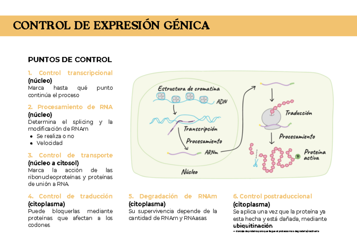 Control de expresión génica - 1. Control transcripcional (núcleo) Marca hasta qué punto continúa ...