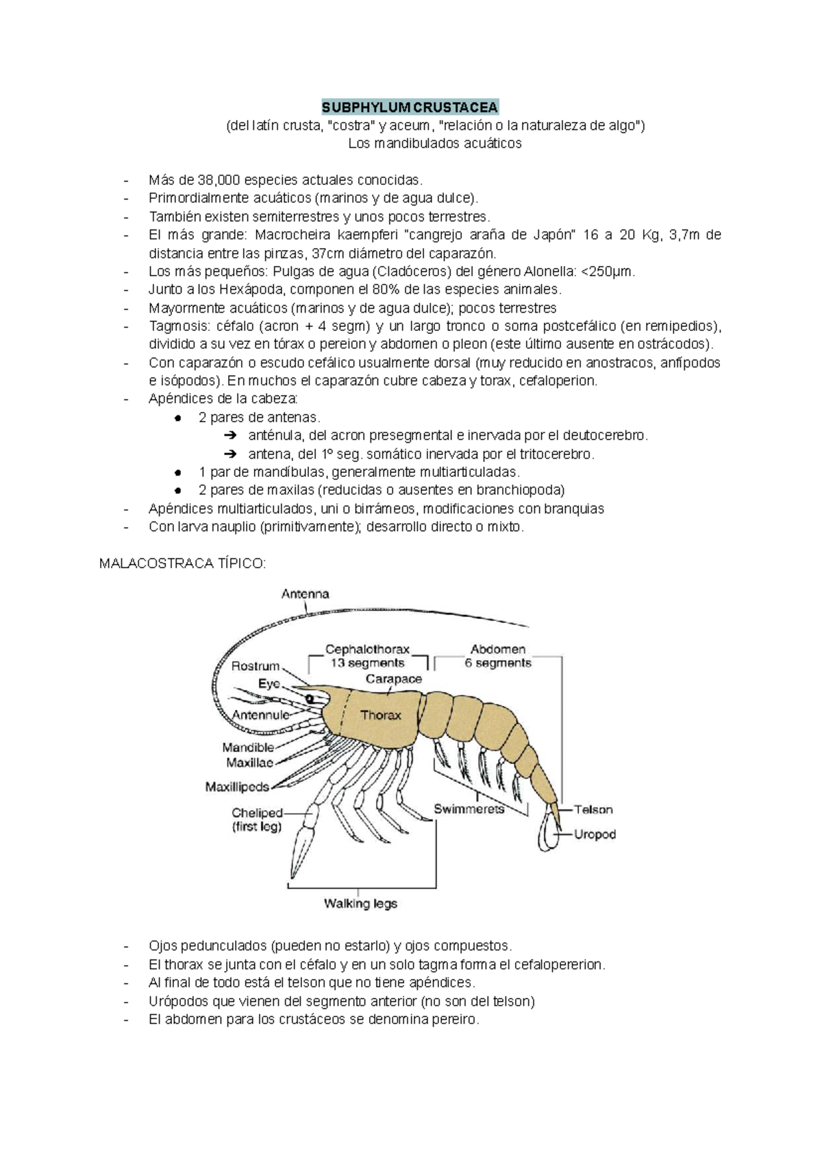 Notas de Clase: Subphylum Crustacea - Estructura y Funciones - Studocu