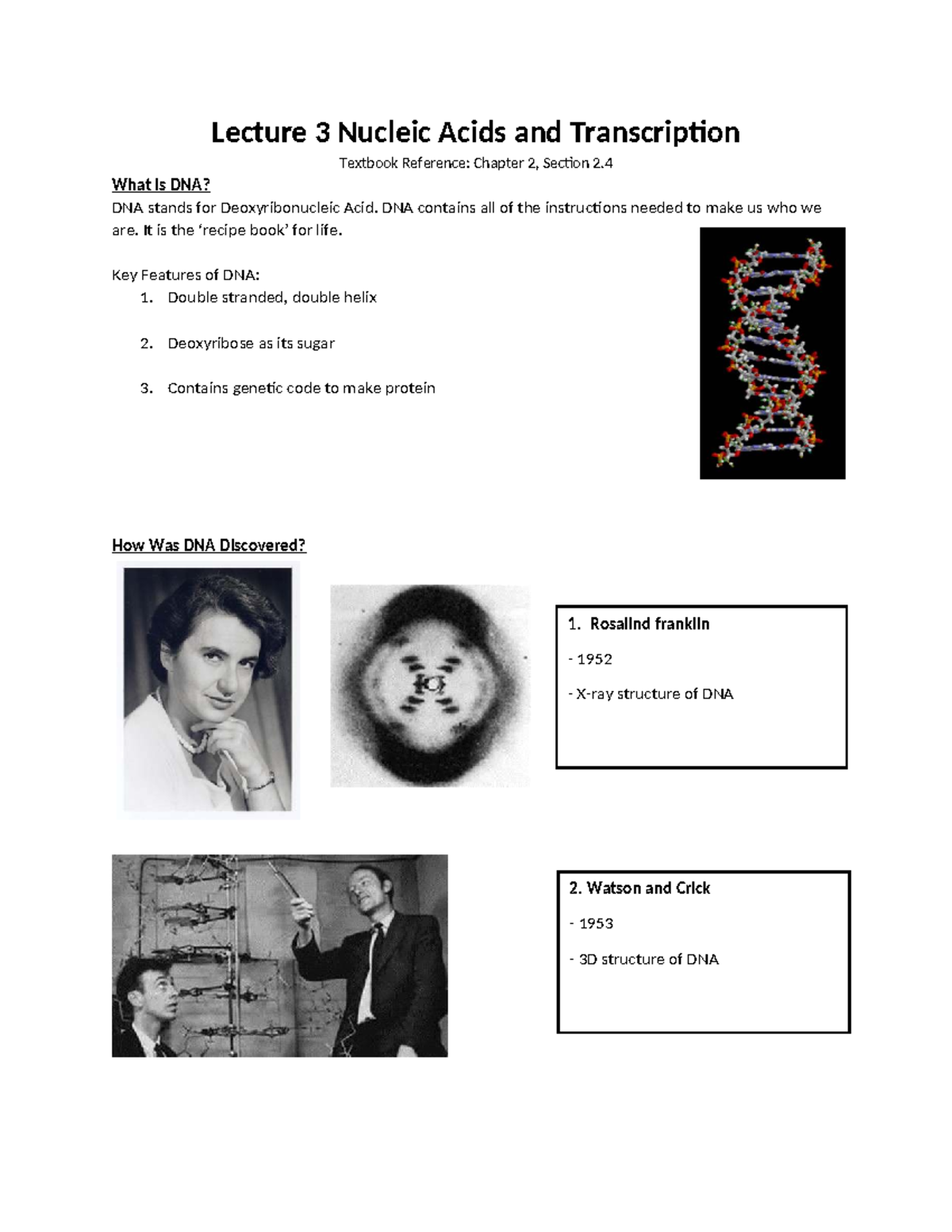 Lecture 3: Nucleic Acids & Transcription - Student Notes - Studocu