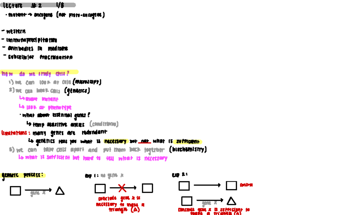 BIS Notes 2: Lecture on Oncogenes and Subcellular Fractionation ...