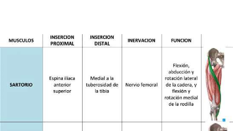 Inervación y Función de los Músculos del Cuádriceps (INSERCION) - Studocu