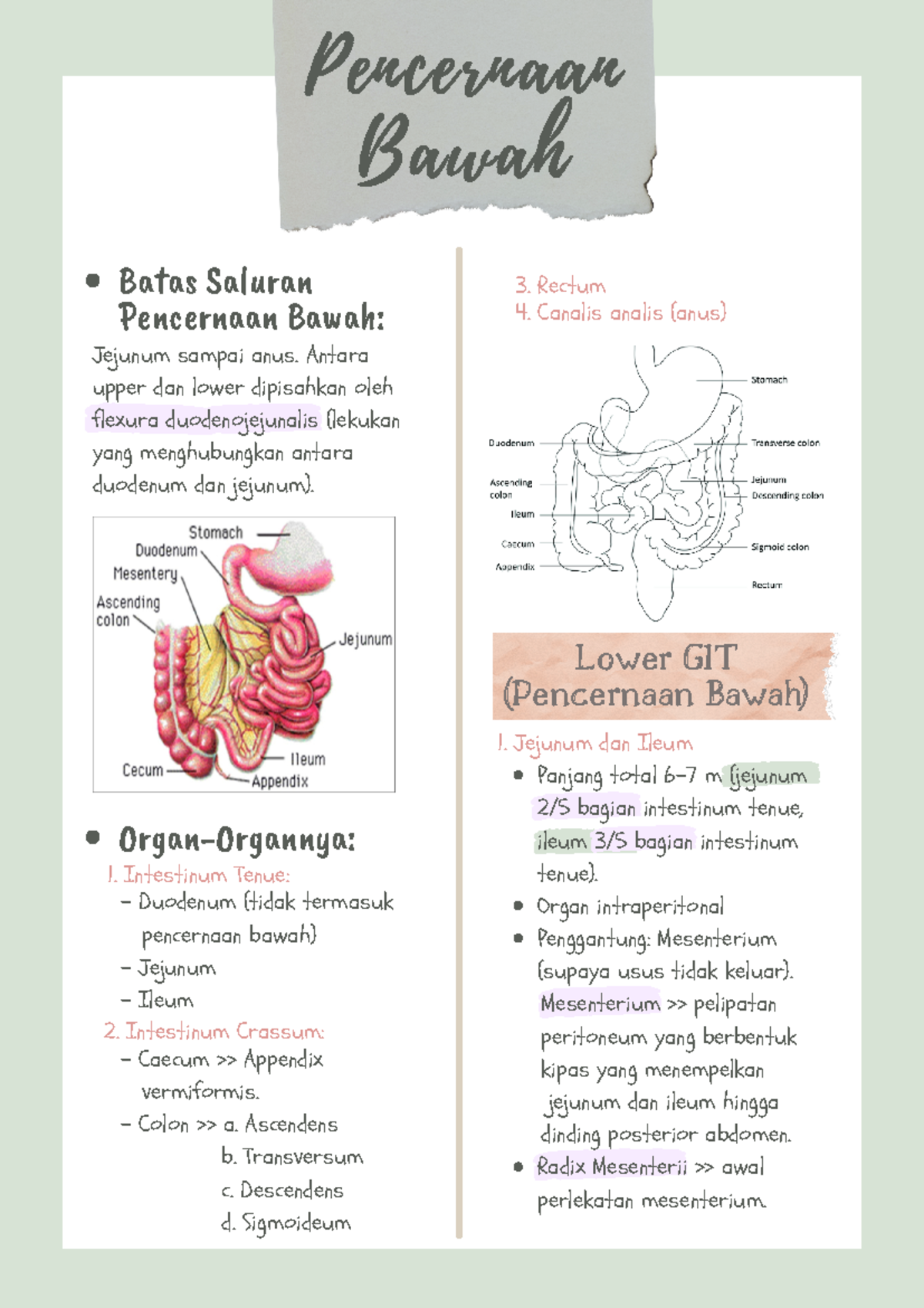 Pencernaan Bawah: Saluran Cerna dan Organ-Organnya - Studocu