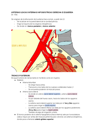 Apuntes sobre los músculos del dorso y nuca - Anatomía 101 - Studocu