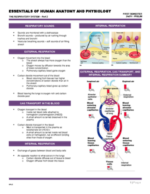 Respiratory System Cardio Pulmo Part 1 - 1 | P a g e Nose Pharynx ...