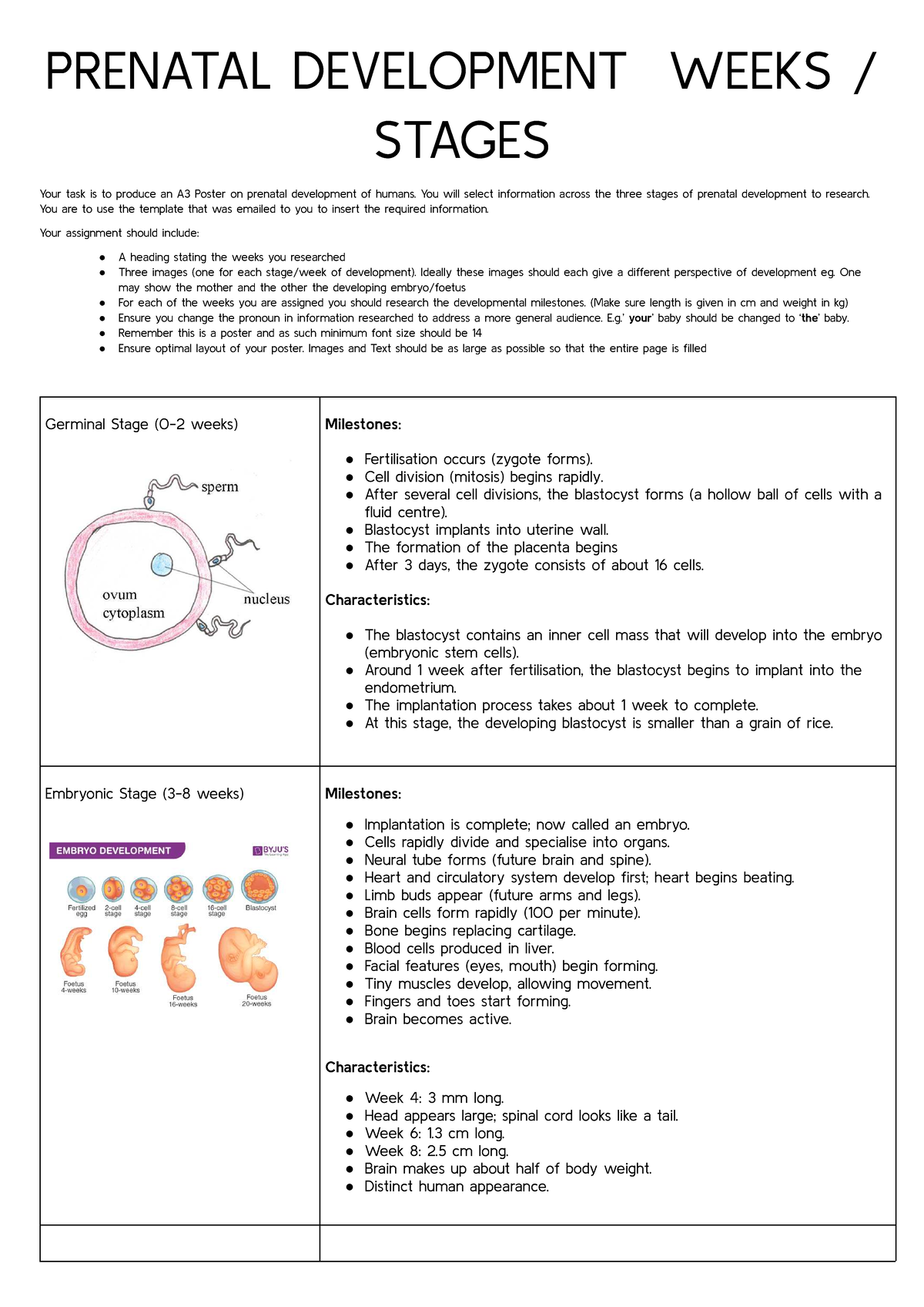 Ch9 Poster: Stages of Prenatal Development (Weeks 1-40) - Studocu
