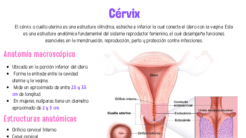 Anatomía del Cérvix: Estructura y Funciones en el Sistema Reproductor ...