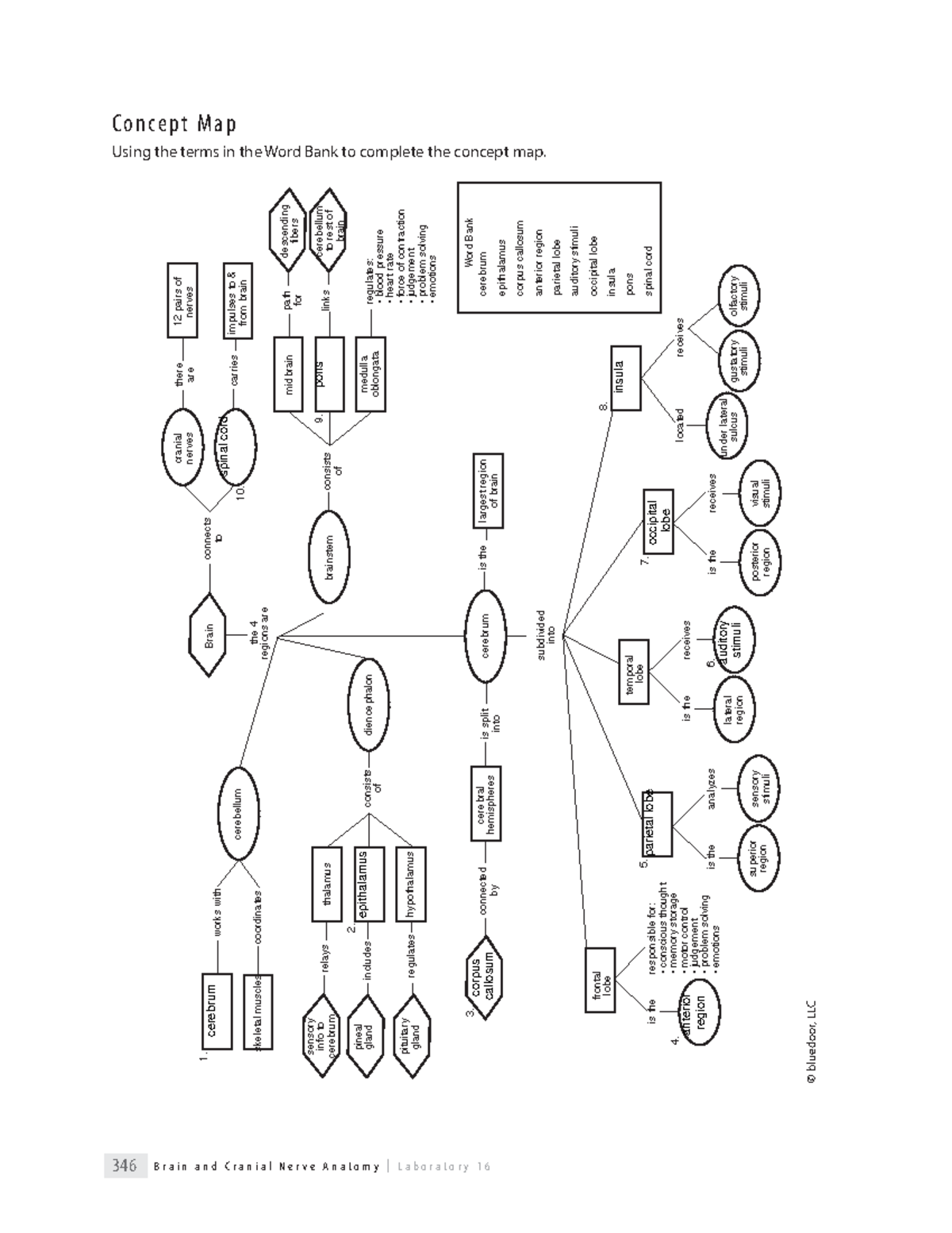 Laboratory 16 - Brain and Cranial Nerve Concept Map Completion - Studocu