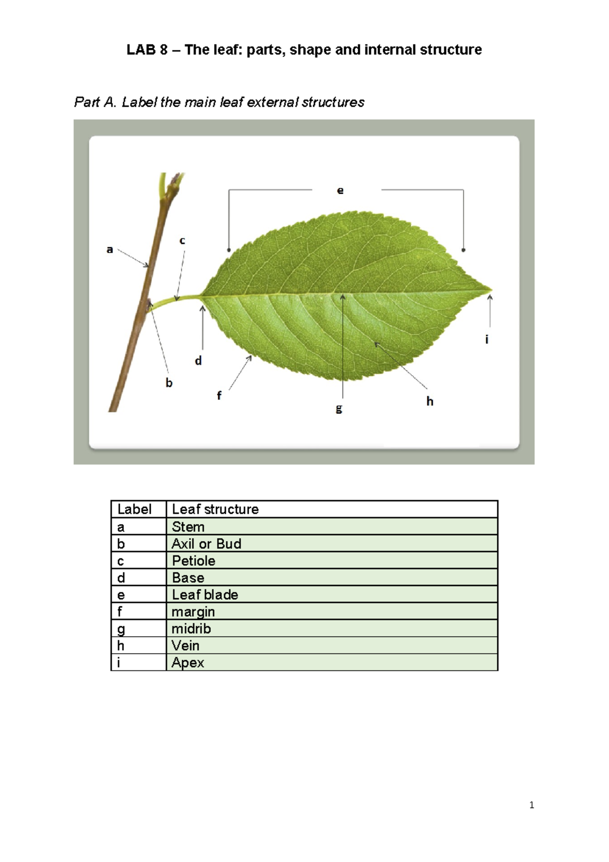 LAB 8 - The Leaf: External Structures, Shapes & Internal Anatomy - Studocu