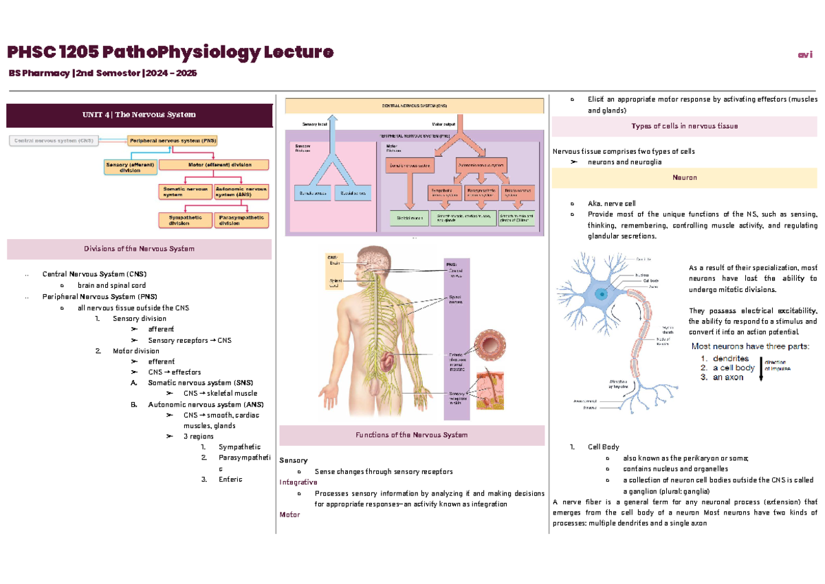 PHSC 1205 Pathophysiology Lecture Notes: The Nervous System Overview ...