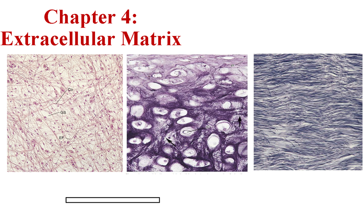 Chapter 4: Extracellular Matrix & Elastic Fibers Overview - Studocu