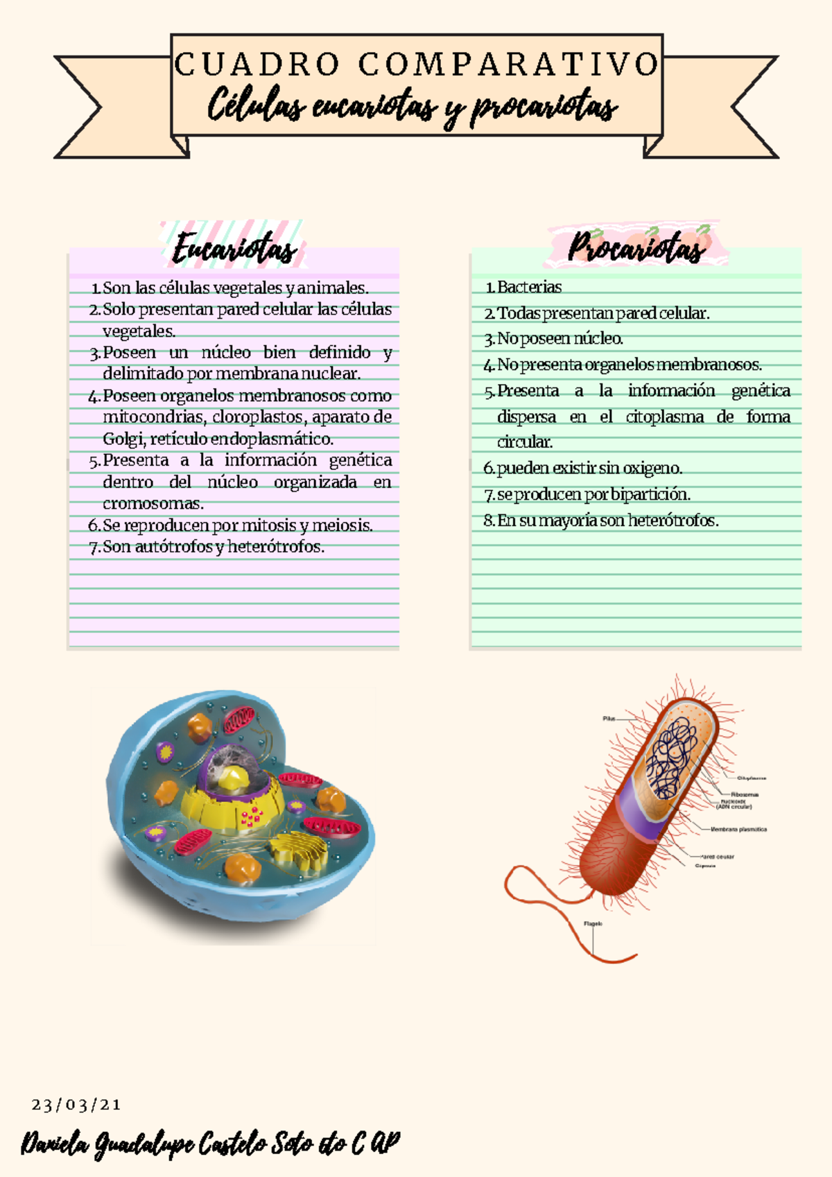 Cuadros Comparativos Entre Clula Procariota Y Eucariota Cuadro
