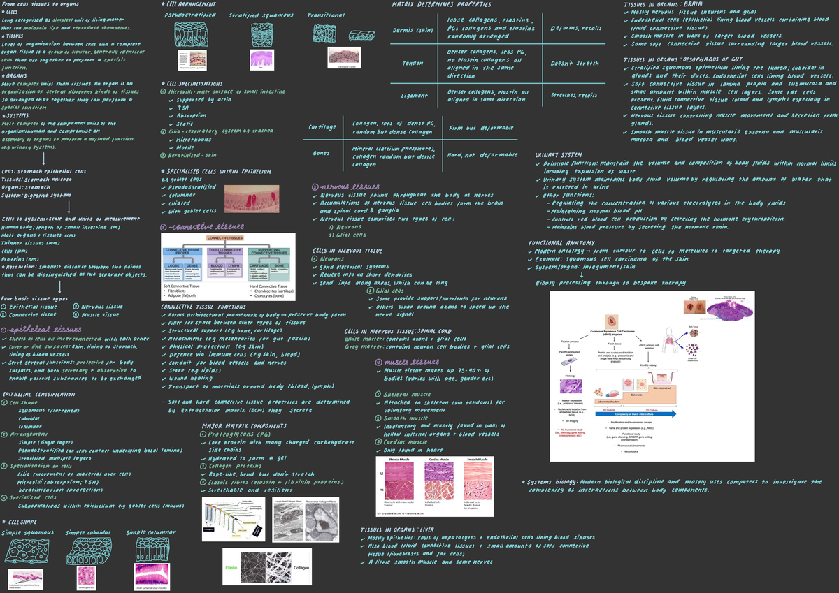 Anatomy Revision: Tissues in Organs (BIO 101) - Studocu